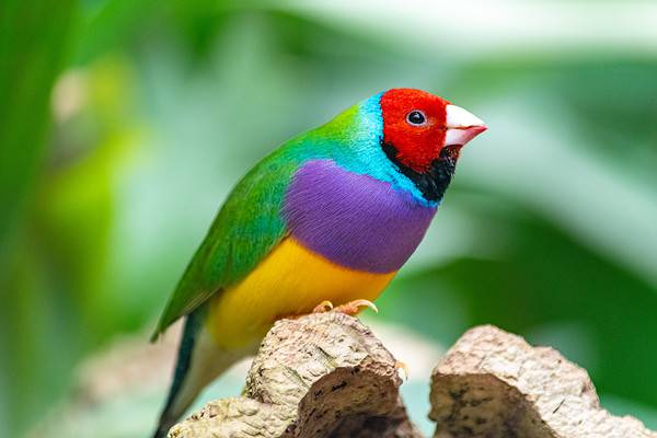 10 Types of Small Birds With Pictures - A-Z Animals