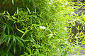 7 Solutions that Kill Bamboo Permanently - A-Z Animals