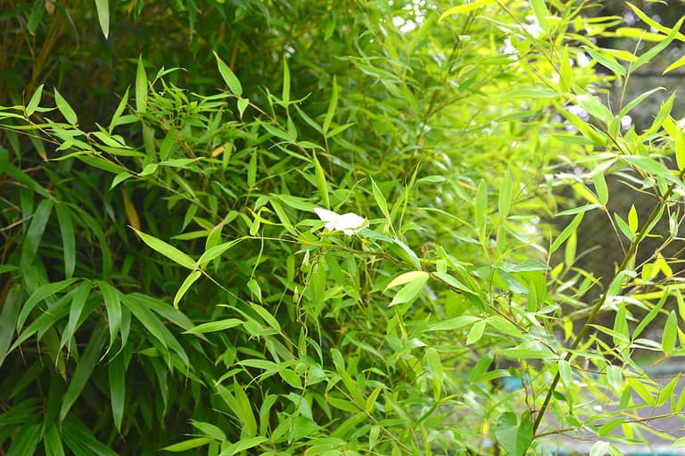 7 Solutions that Kill Bamboo Permanently - A-Z Animals