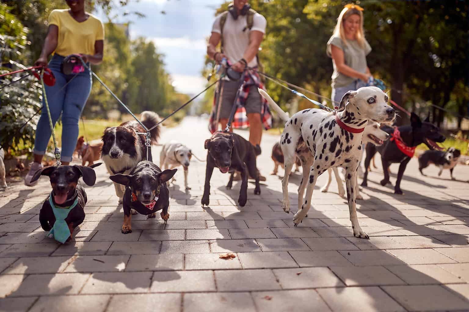 How to Train Your Dalmatian: The 7 Best Methods and Tips - A-Z Animals