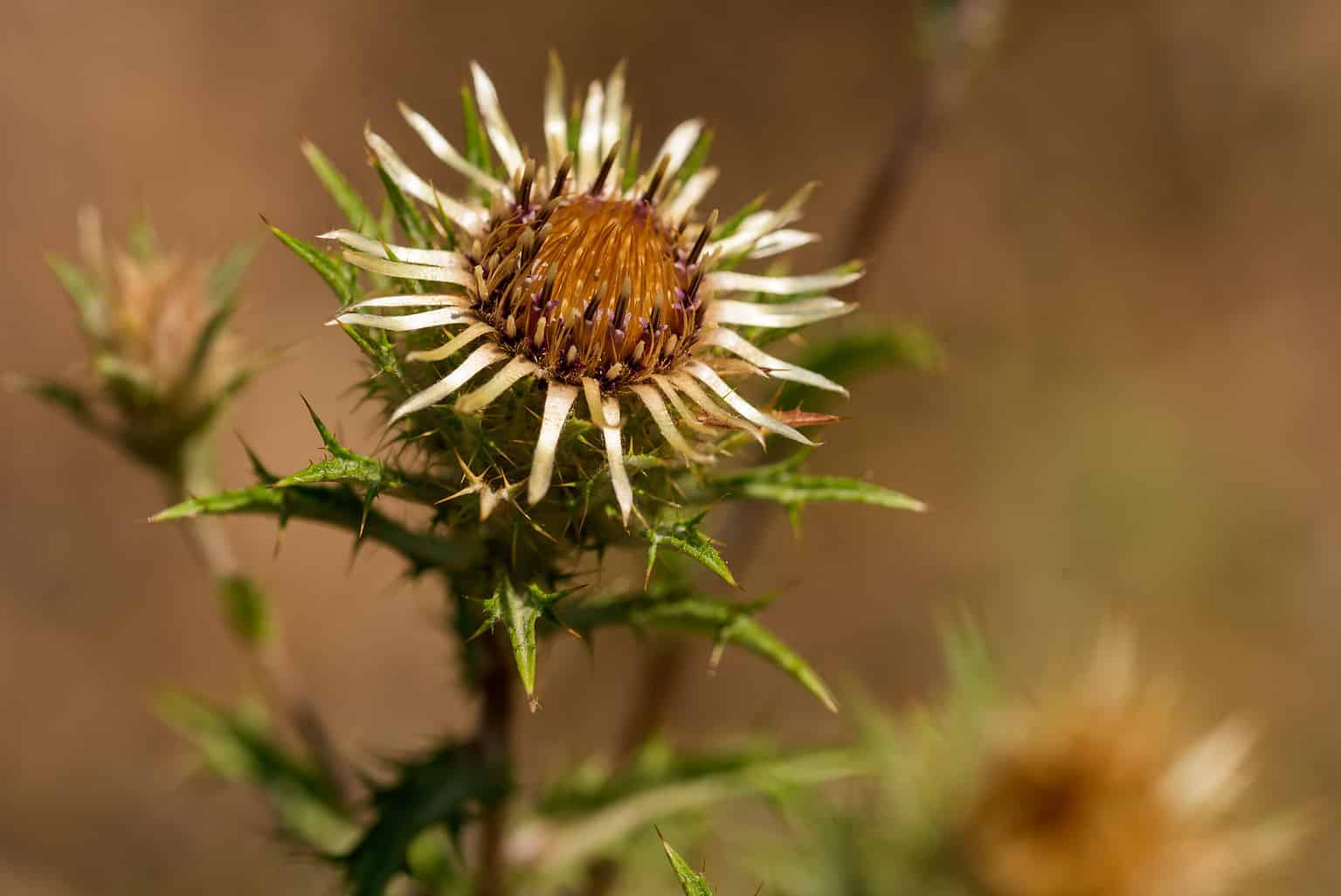 15 Amazing Thistle Plants and How to Tell Them Apart - A-Z Animals