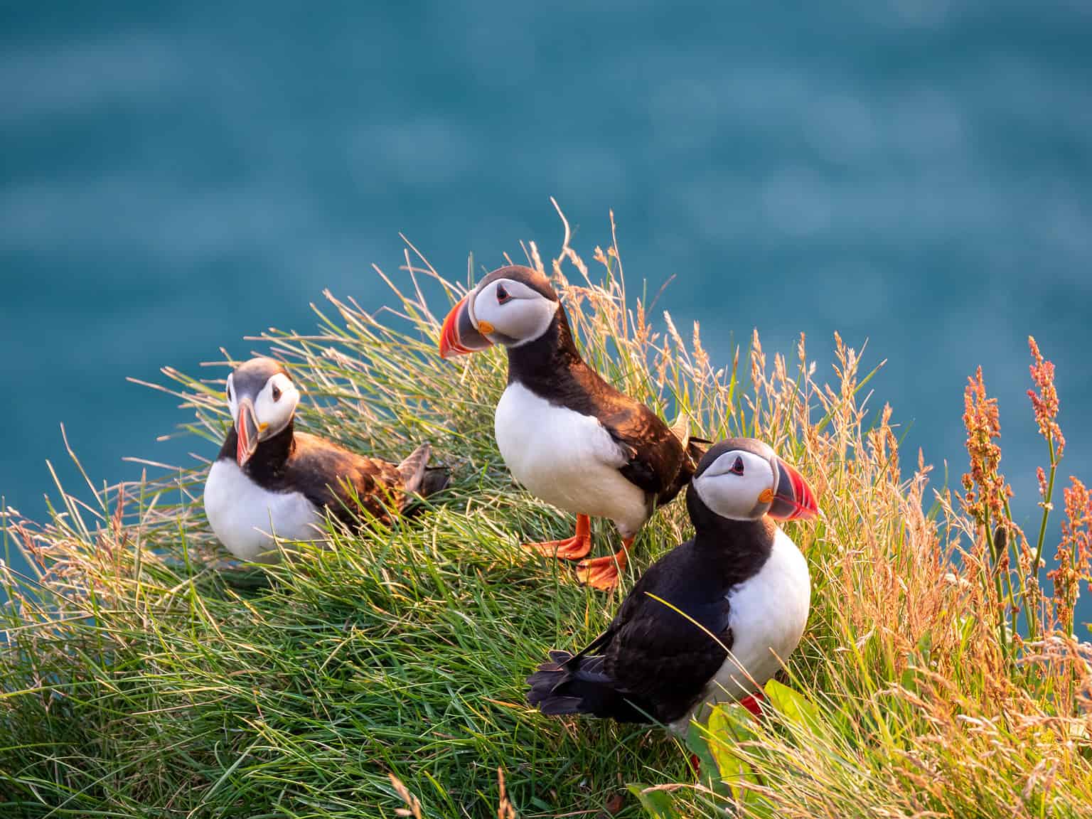 Puffins May Be Using Sticks Like Tools in Surprising New Behavior - A-Z ...