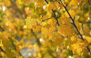 5 Types of Aspen Trees - A-Z Animals