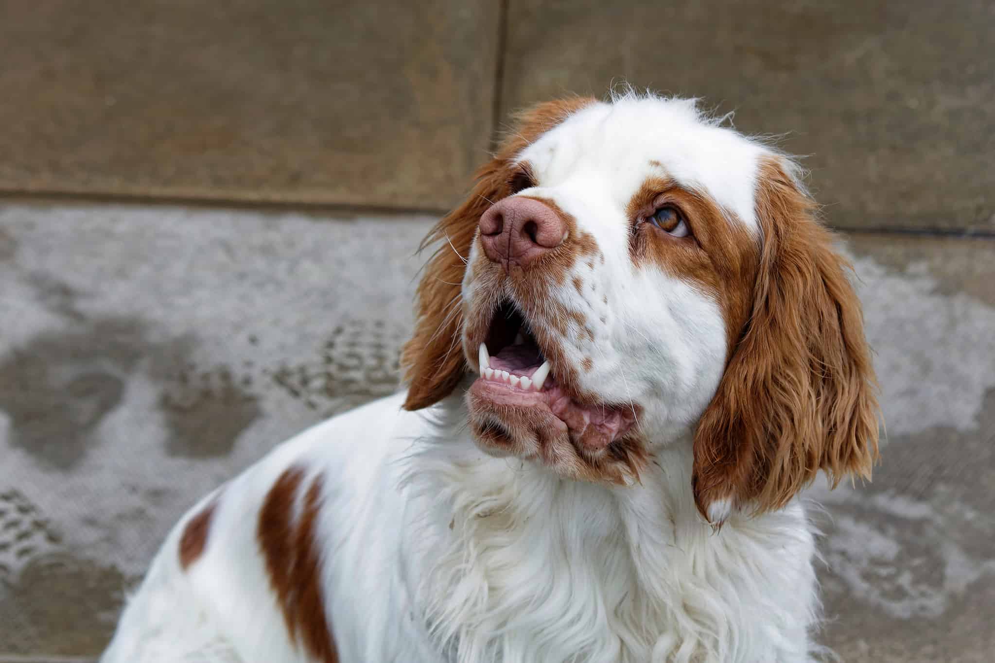 Are Clumber Spaniels Good Pets? 6 Reasons to Consider This Breed - A-Z ...