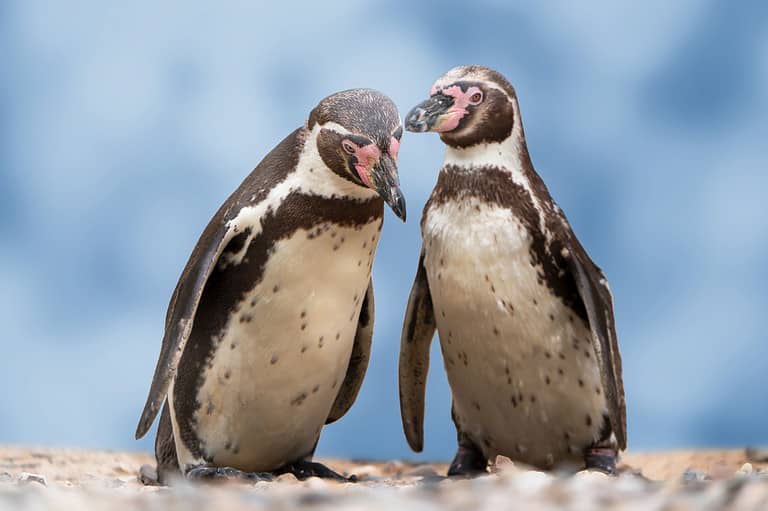 400+ Best and Cutest Penguin Names - A-Z Animals