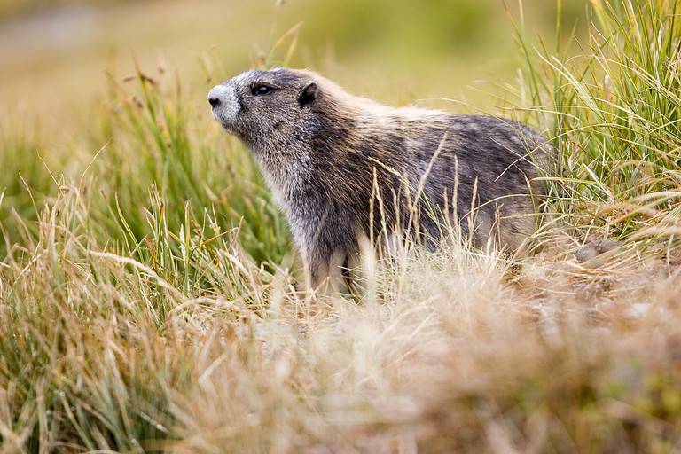 The 11 Biggest Rodents on the Planet - A-Z Animals