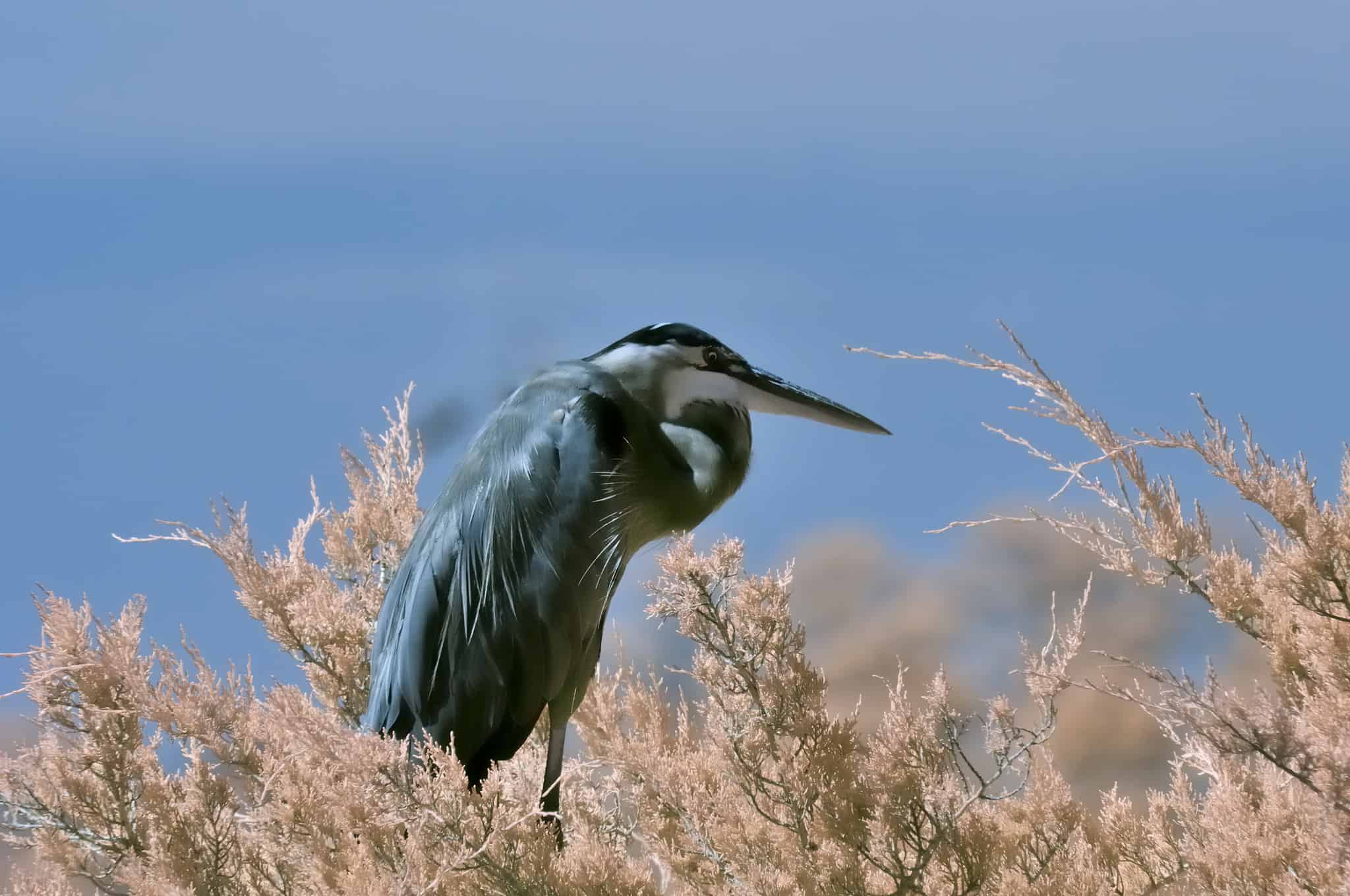 These are All of the Fish & Freshwater Creatures You'll Find in the ...