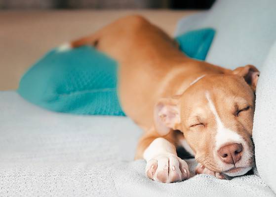 500 Funny and Sweet Nicknames People Call Their Dogs - A-Z Animals