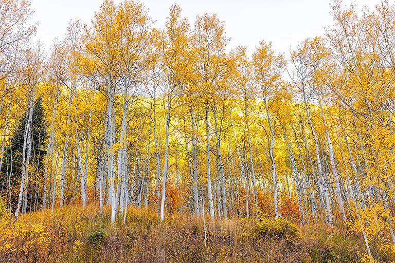 5 Types of Aspen Trees - A-Z Animals