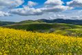 California Wildflowers Superbloom 2024: Peak Timing, Best Places to See ...