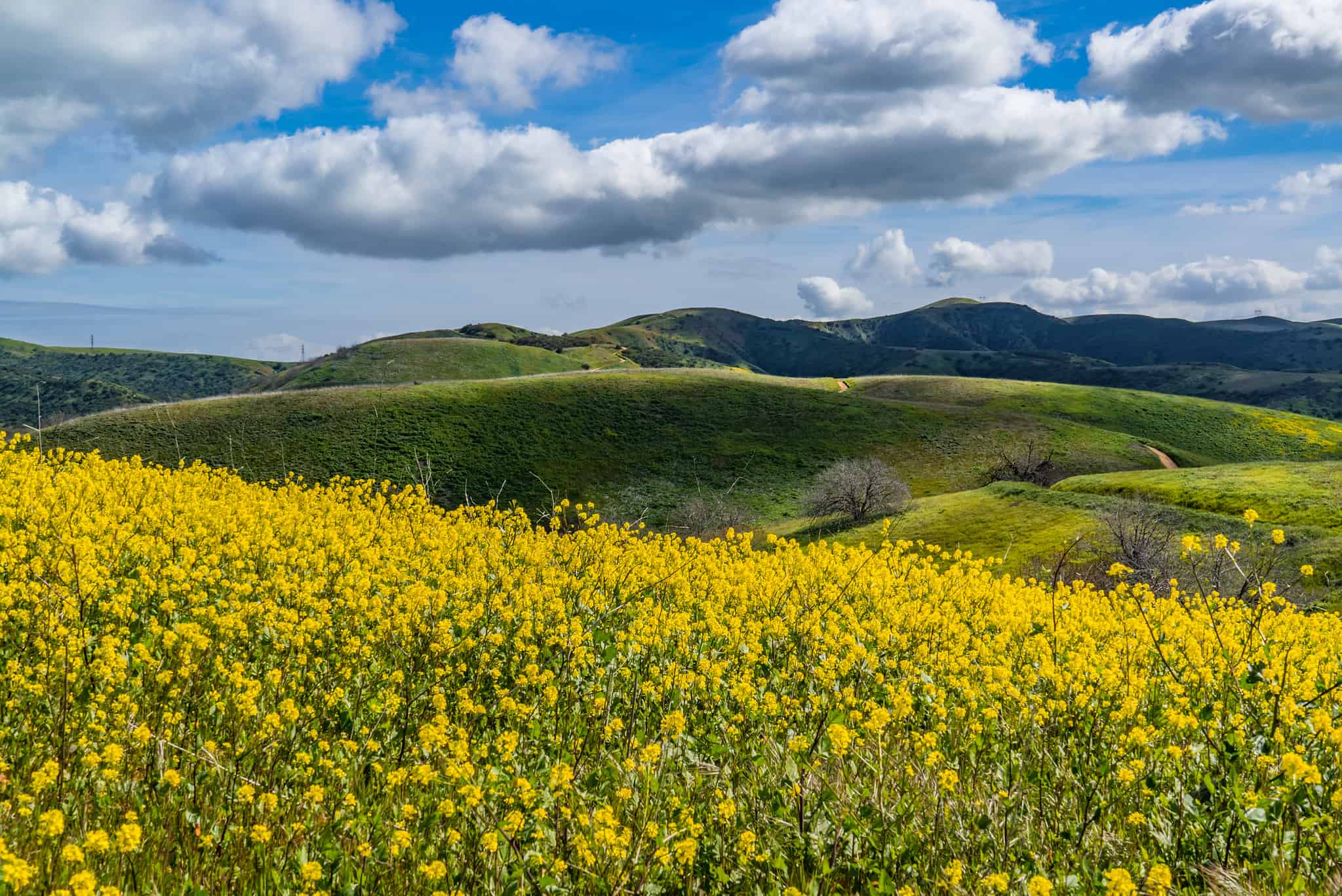 California Wildflowers Superbloom 2024: Peak Timing, Best Places to See ...