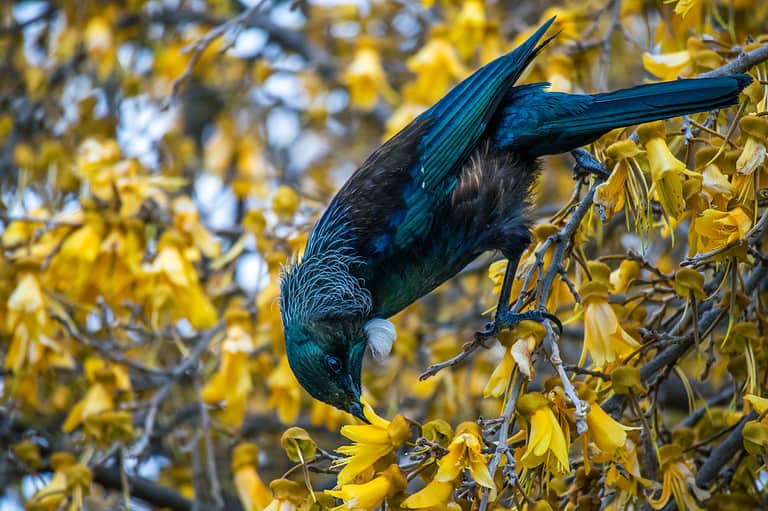 The Complete List of the 9 3-Letter Birds - A-Z Animals