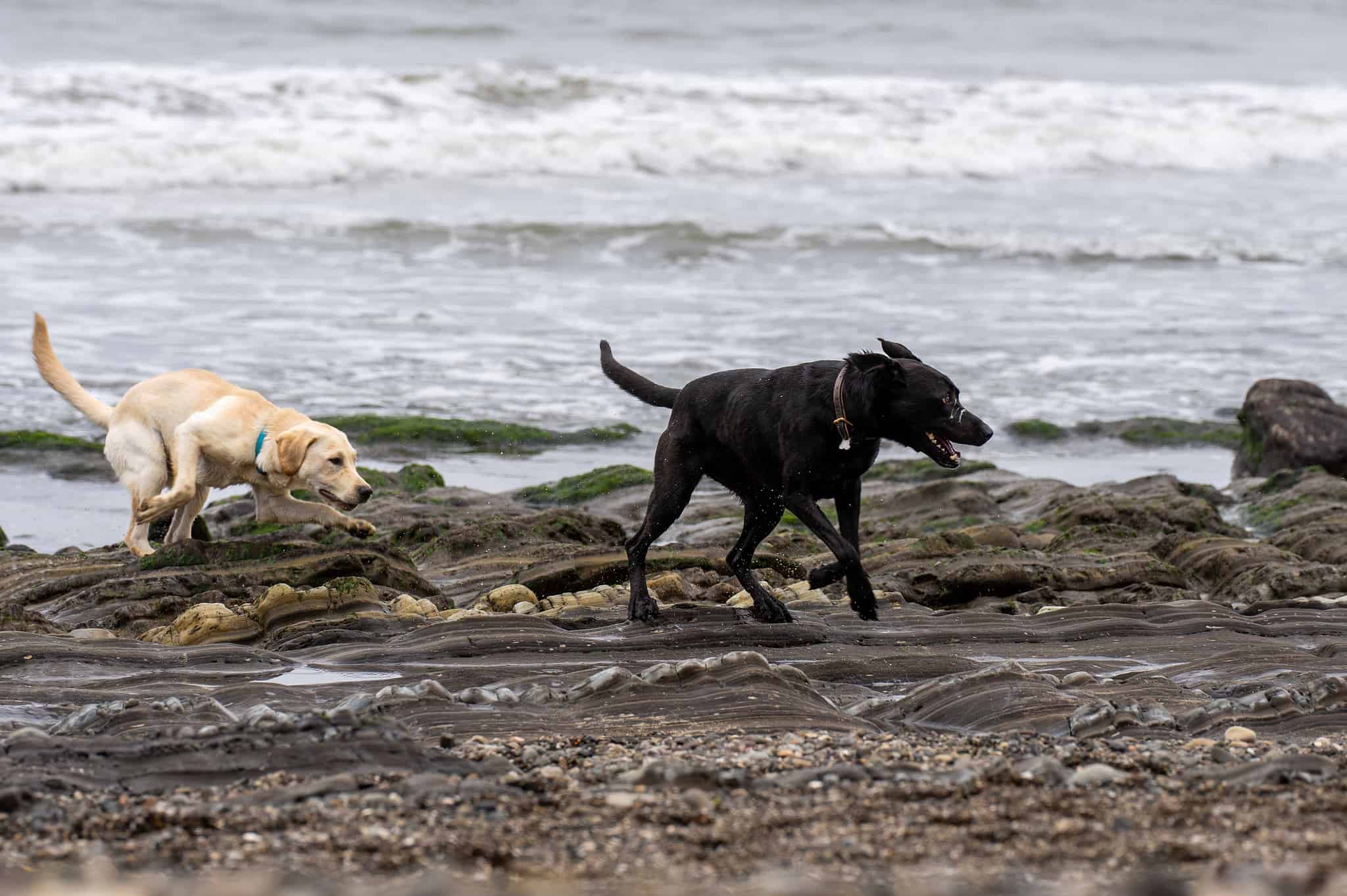 Best Dog-Friendly Beaches in California - A-Z Animals
