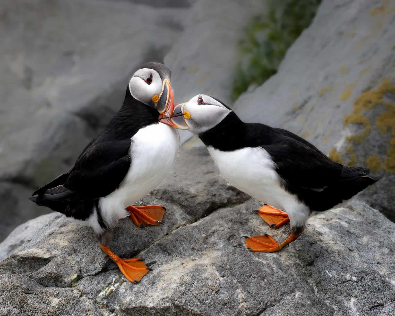 Puffins in Maine: Where. When, and How to See Them - A-Z Animals