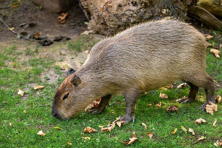 The 11 Biggest Rodents on the Planet - A-Z Animals