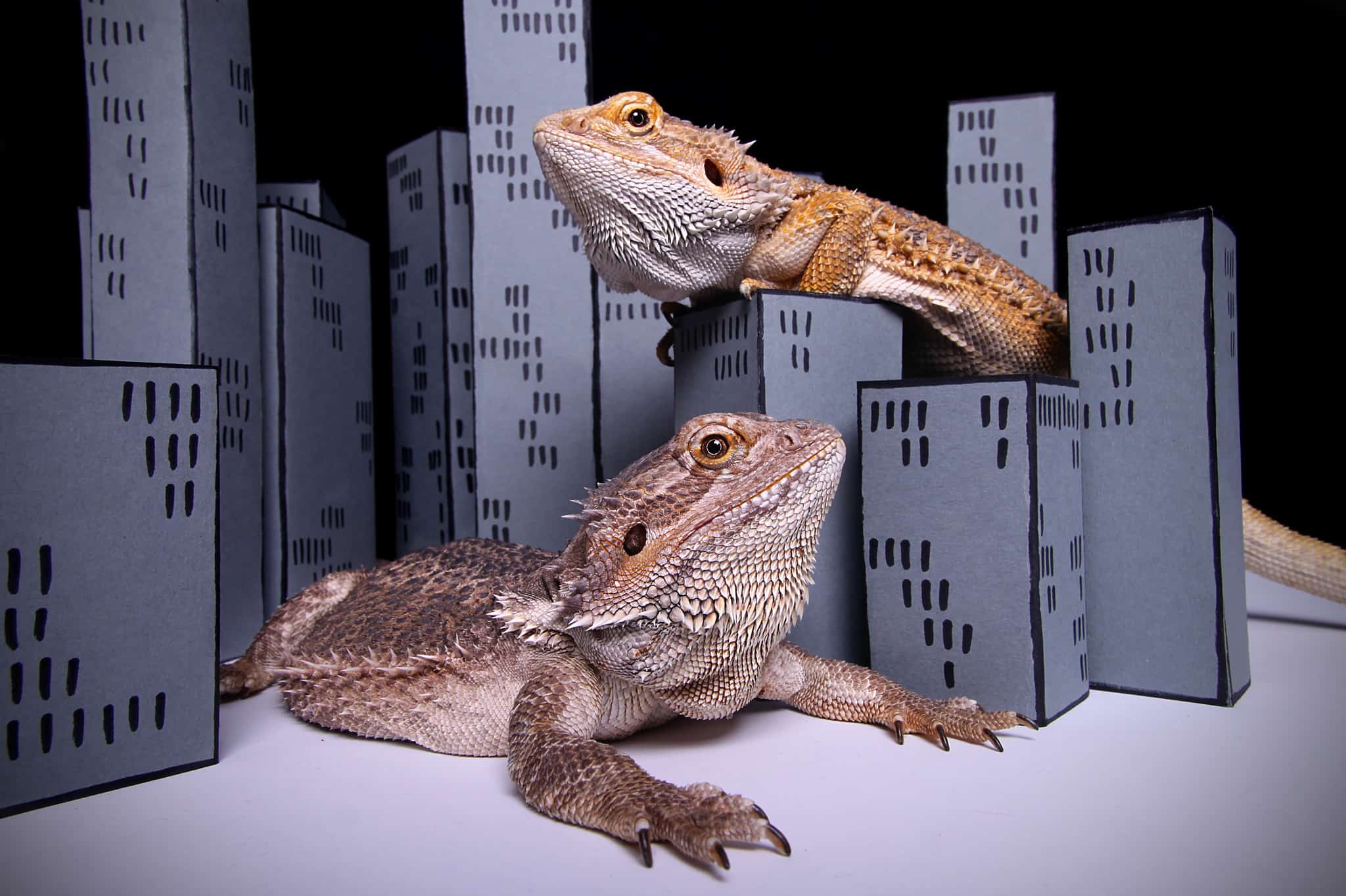 The Best and Most Comprehensive List of 165 Bearded Dragon Names - A-Z ...