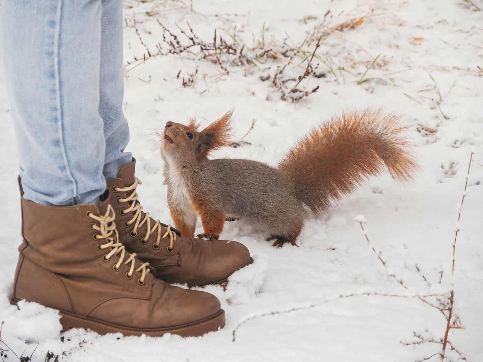 8 Steps to Take to Successfully Befriend a Squirrel - A-Z Animals