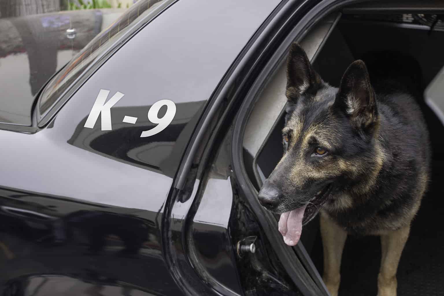K-9 Officers: The Diverse Duties and Unwavering Loyalty of Police Dogs ...
