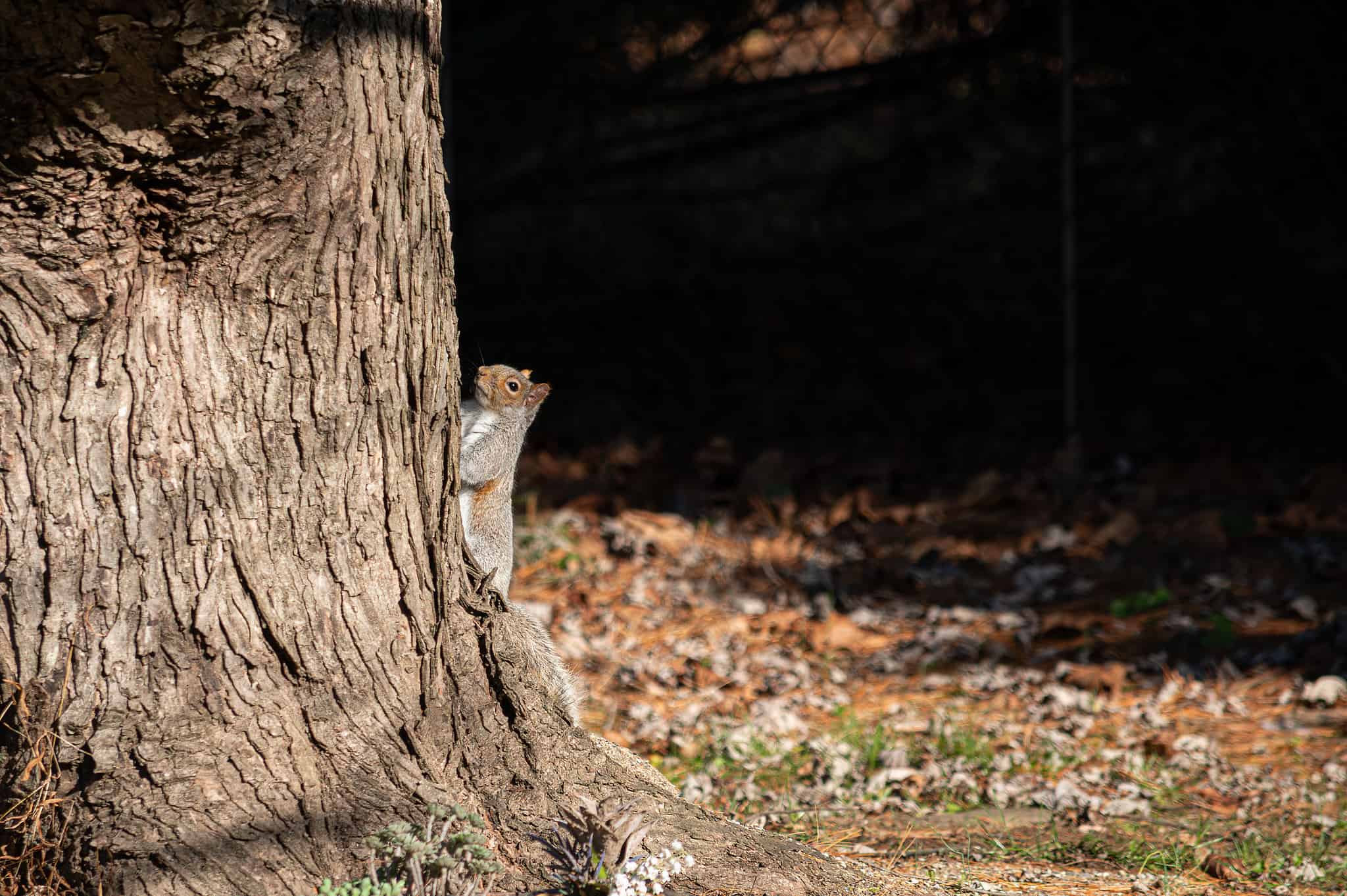 Learn Why Squirrels Practice This Peculiar Behavior - A-Z Animals