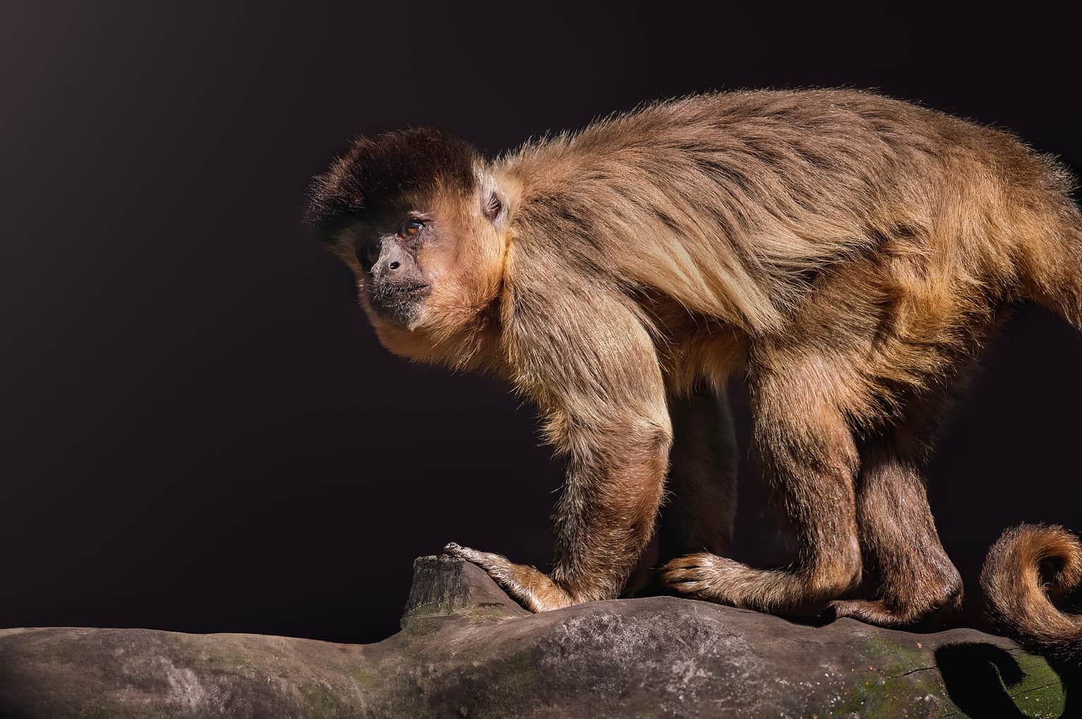 9 Unique Monkeys From Around the World - A-Z Animals