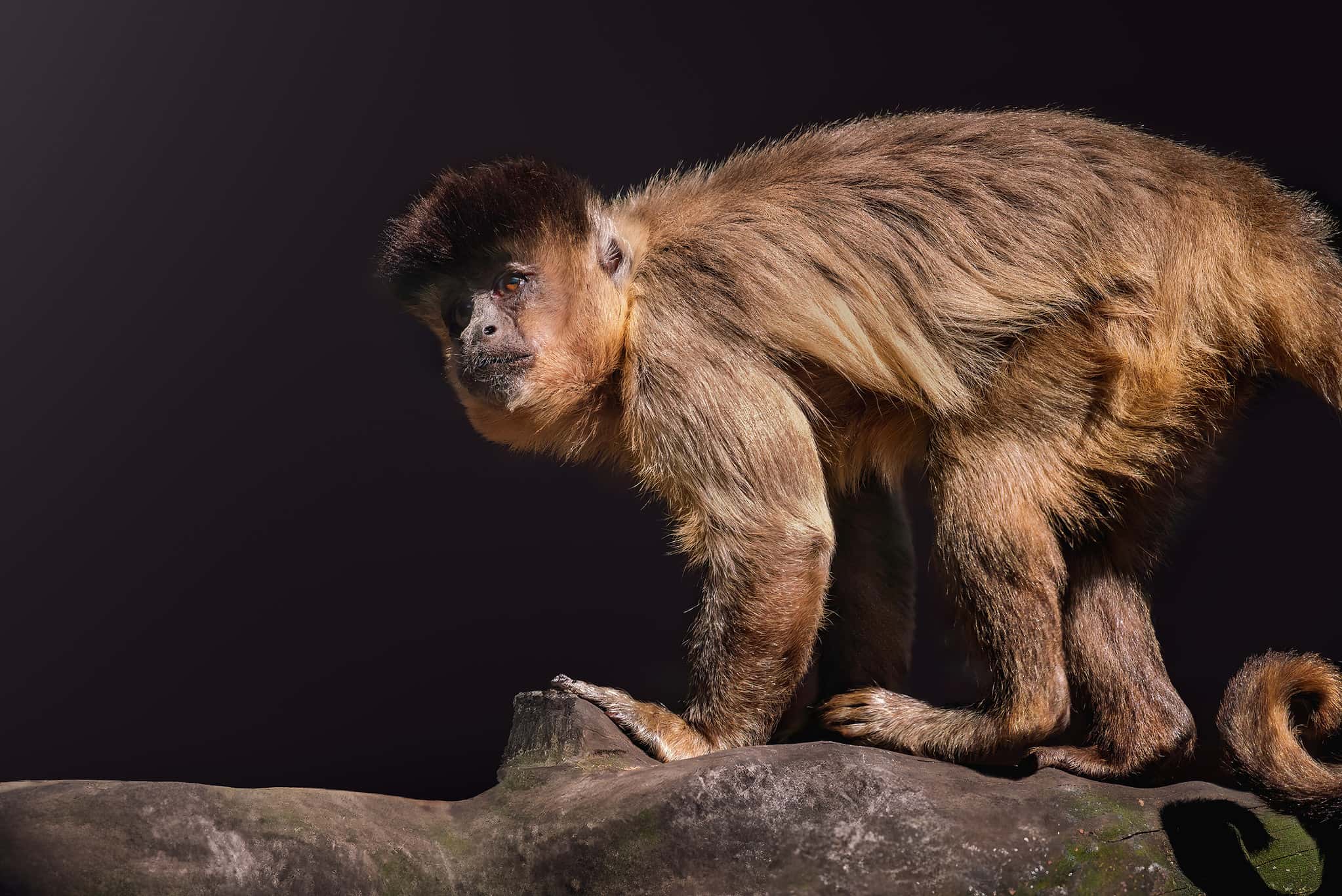 9 Unique Monkeys From Around the World - A-Z Animals