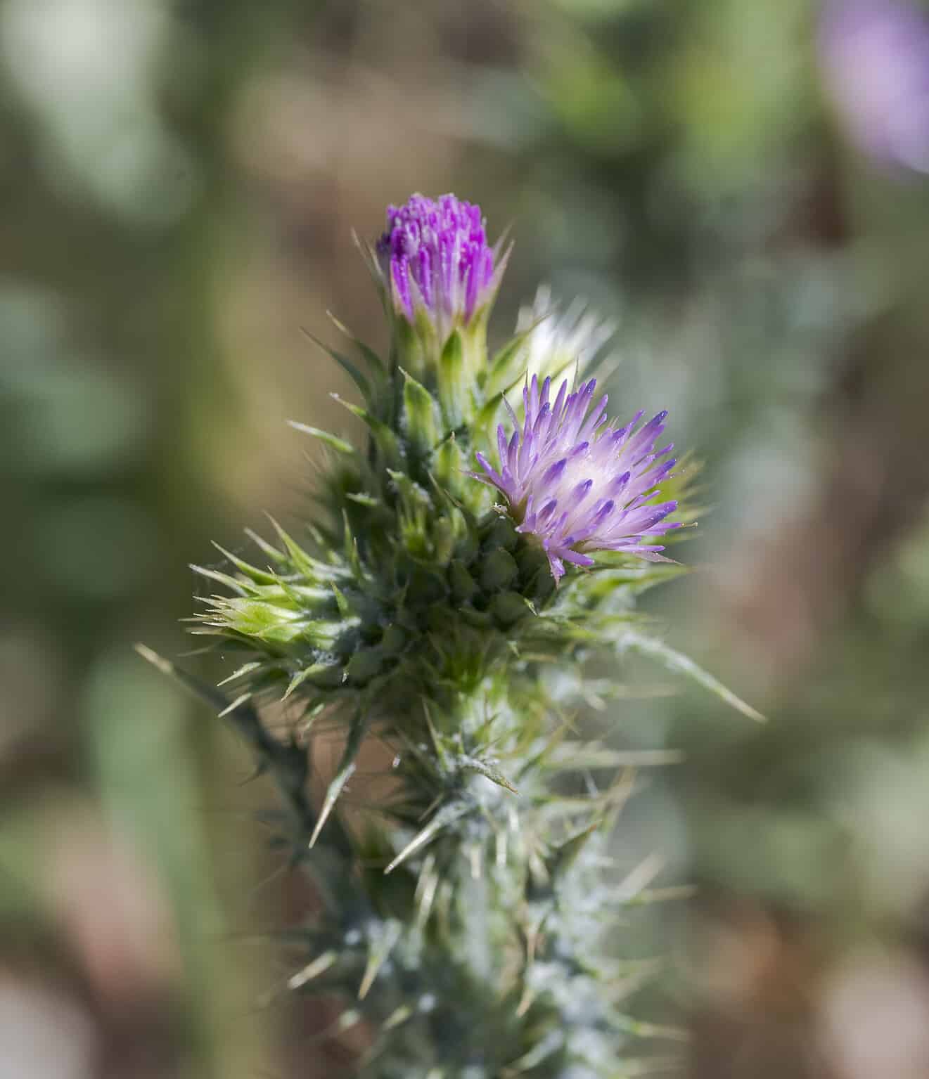 15 Amazing Thistle Plants and How to Tell Them Apart - A-Z Animals