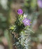 15 Amazing Thistle Plants and How to Tell Them Apart - A-Z Animals