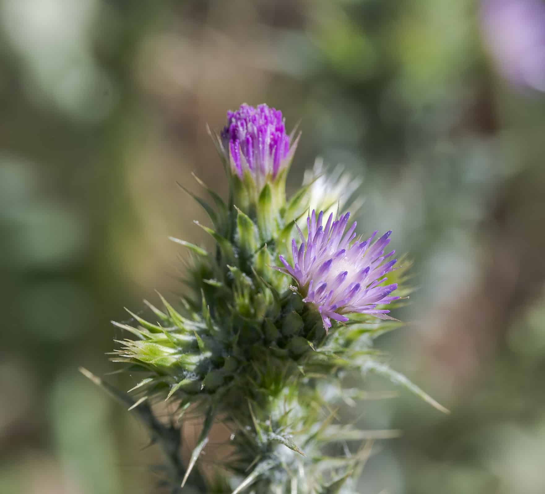 15 Amazing Thistle Plants and How to Tell Them Apart - A-Z Animals