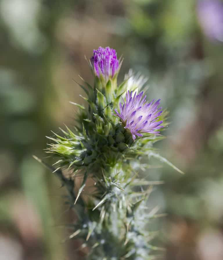 15 Amazing Thistle Plants and How to Tell Them Apart - A-Z Animals