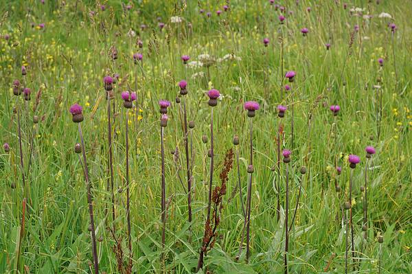 15 Amazing Thistle Plants and How to Tell Them Apart - A-Z Animals