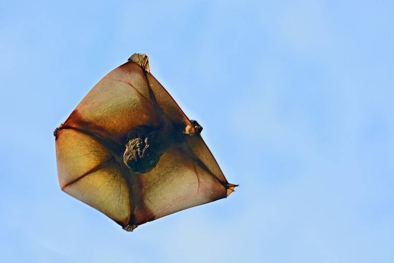 Discover 7 Animals That Glide - A-Z Animals