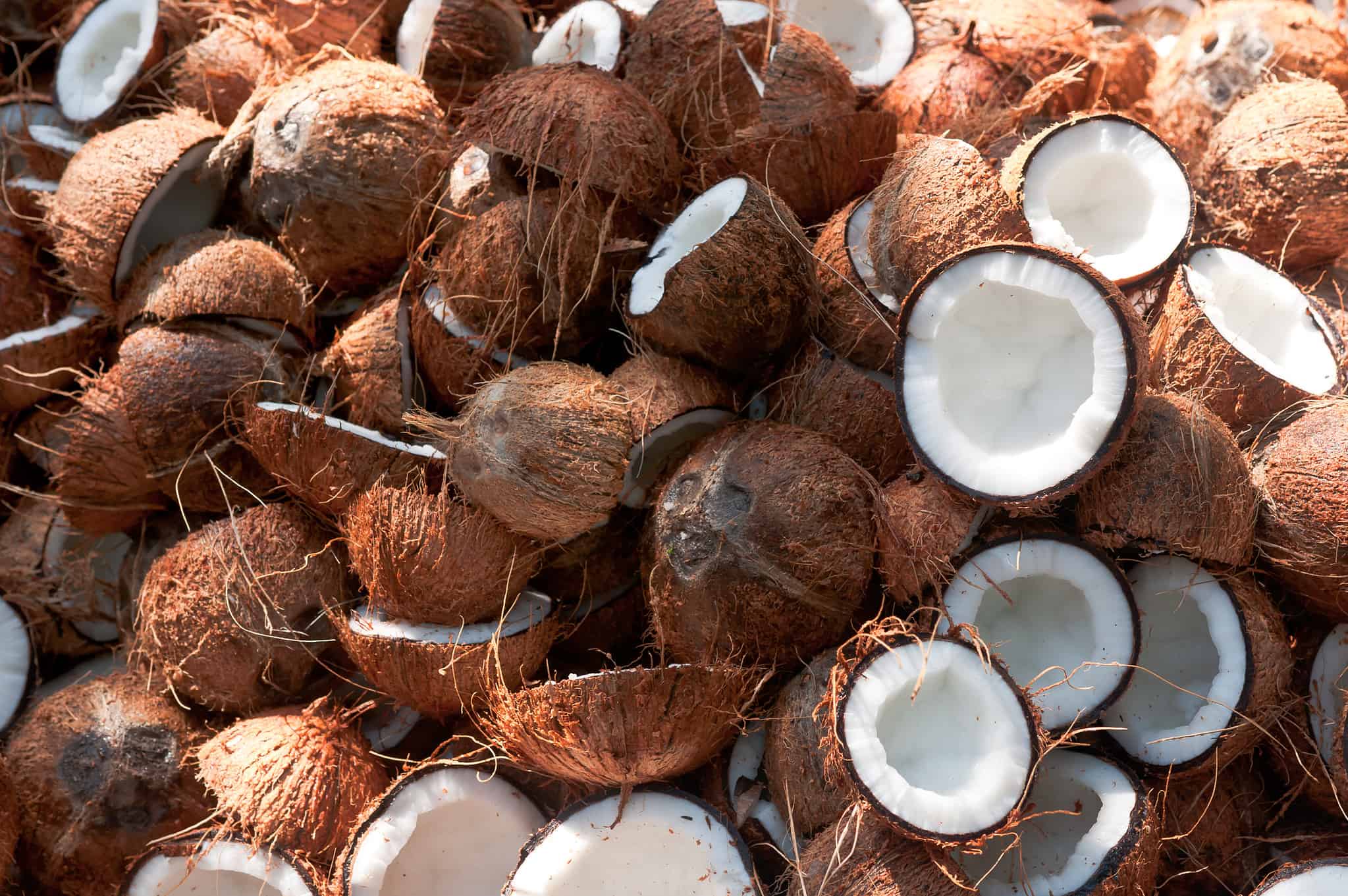 18 Amazing Plants That Start With C - A-Z Animals