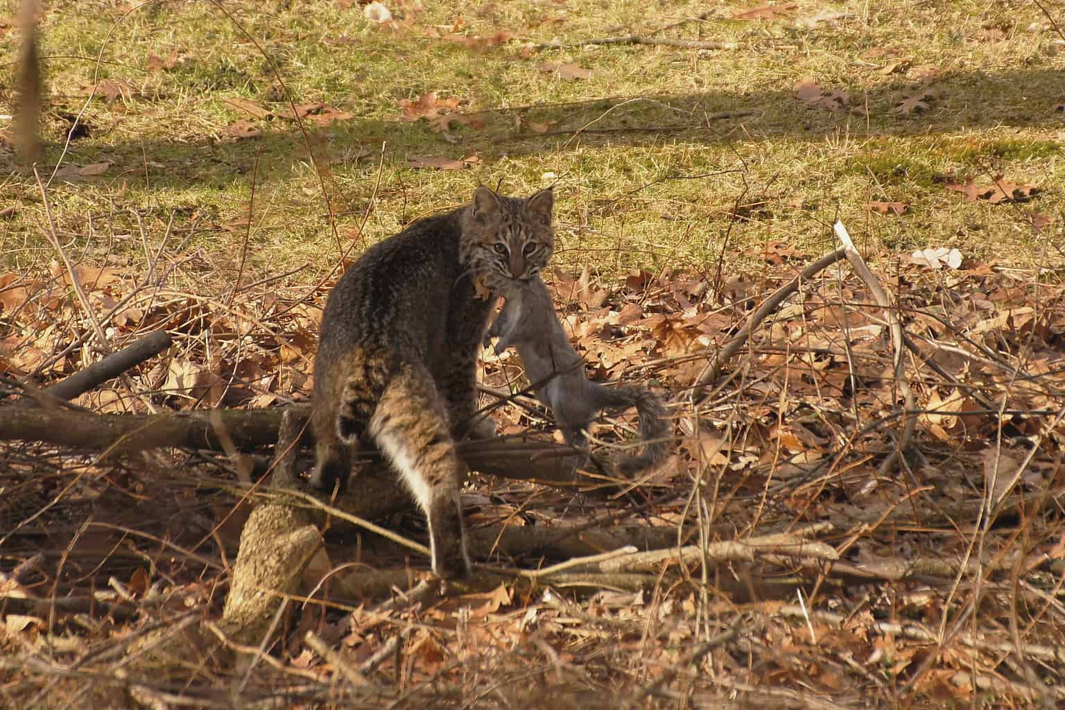 Squirrels Are Common Meals for These Predators - A-Z Animals Slideshows