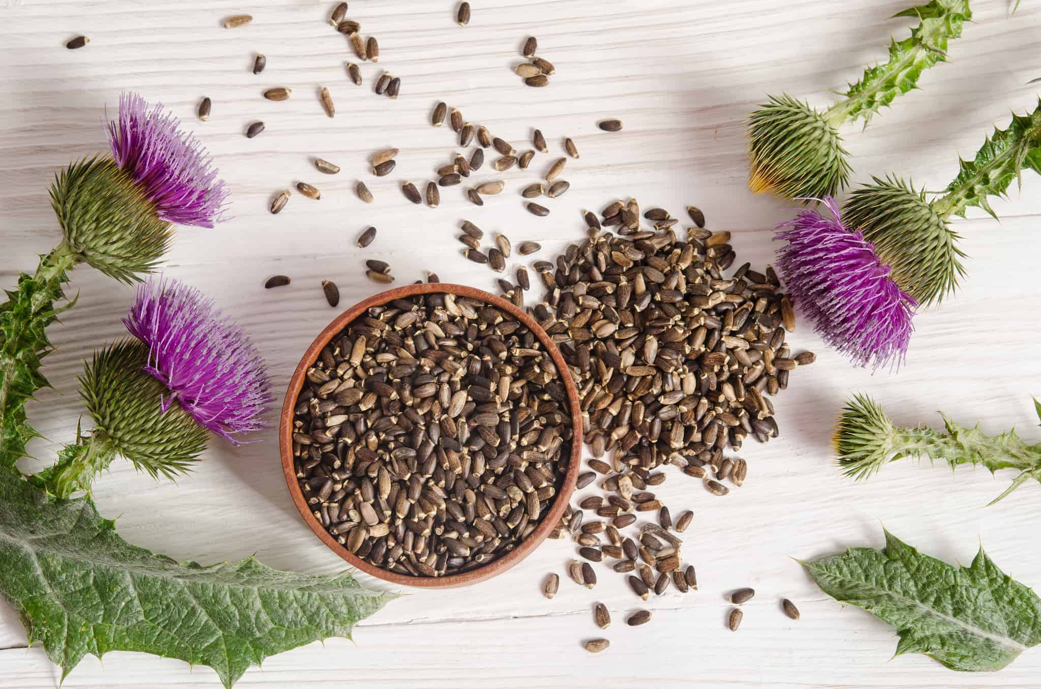 15 Amazing Thistle Plants and How to Tell Them Apart - A-Z Animals