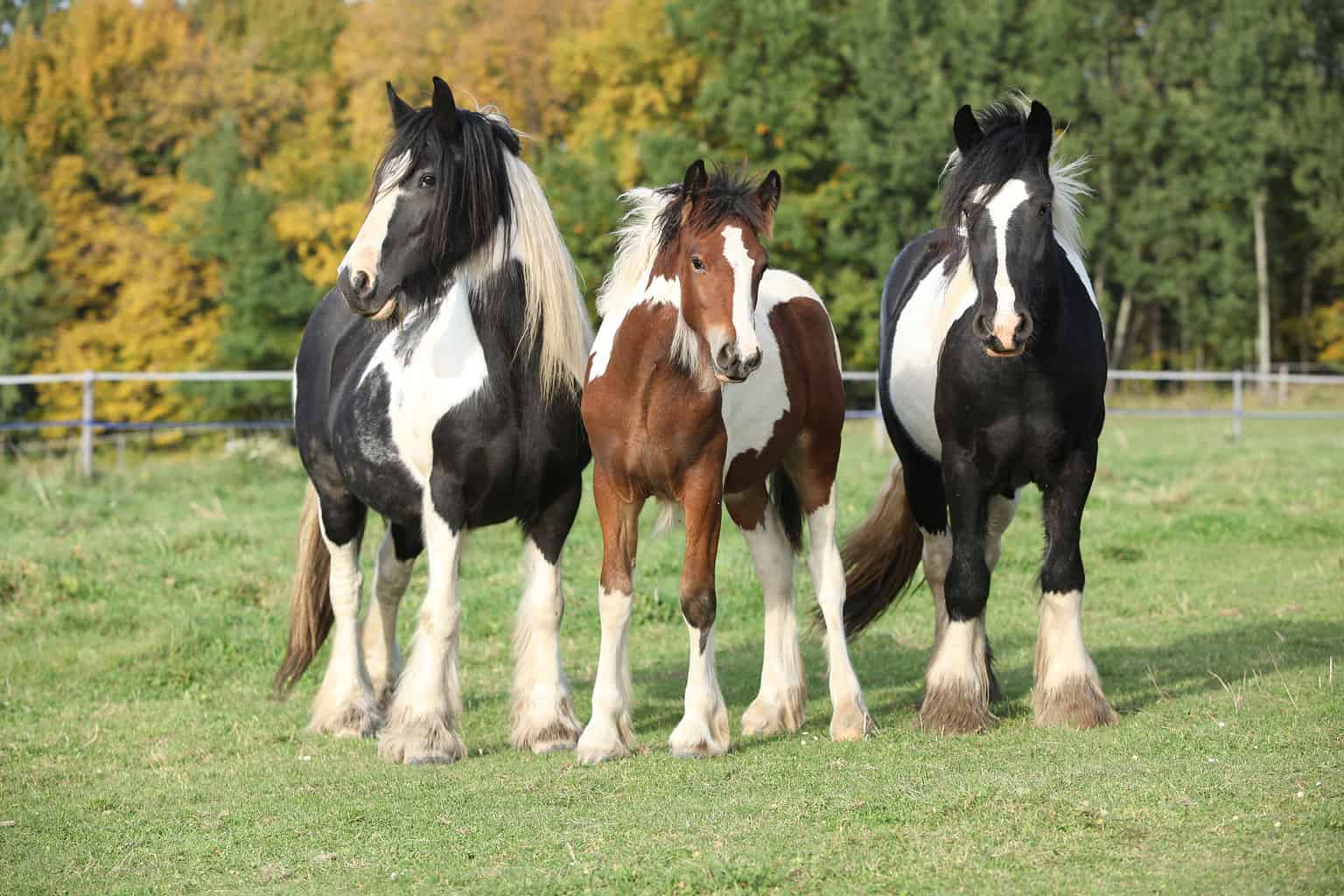 Get To Know Gypsy Vanners: Breed and Price Guide - A-Z Animals