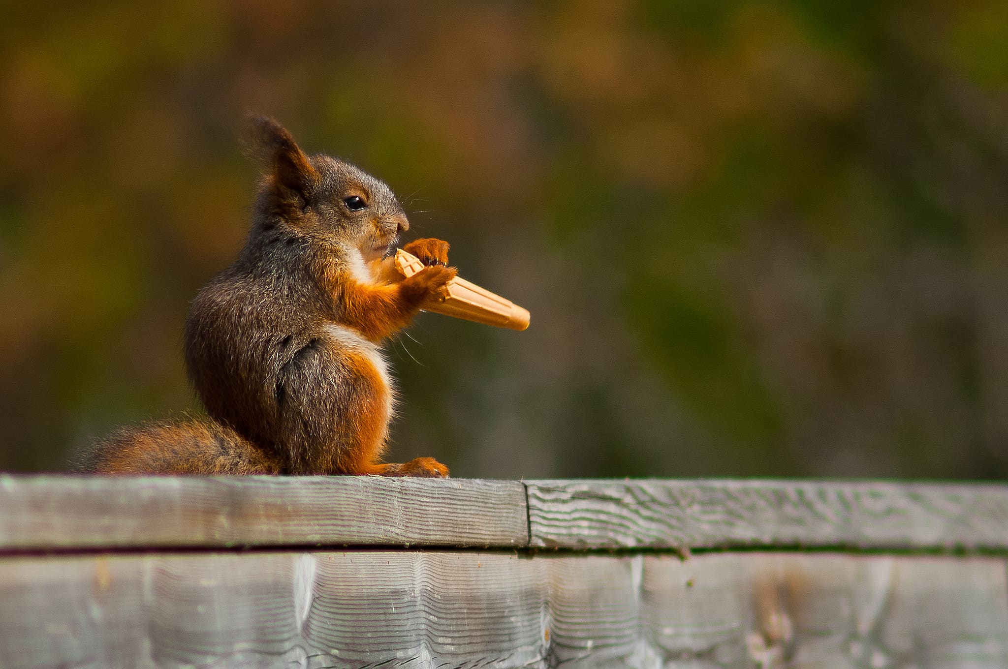 How Many Squirrels Are in the World? - A-Z Animals Slideshows