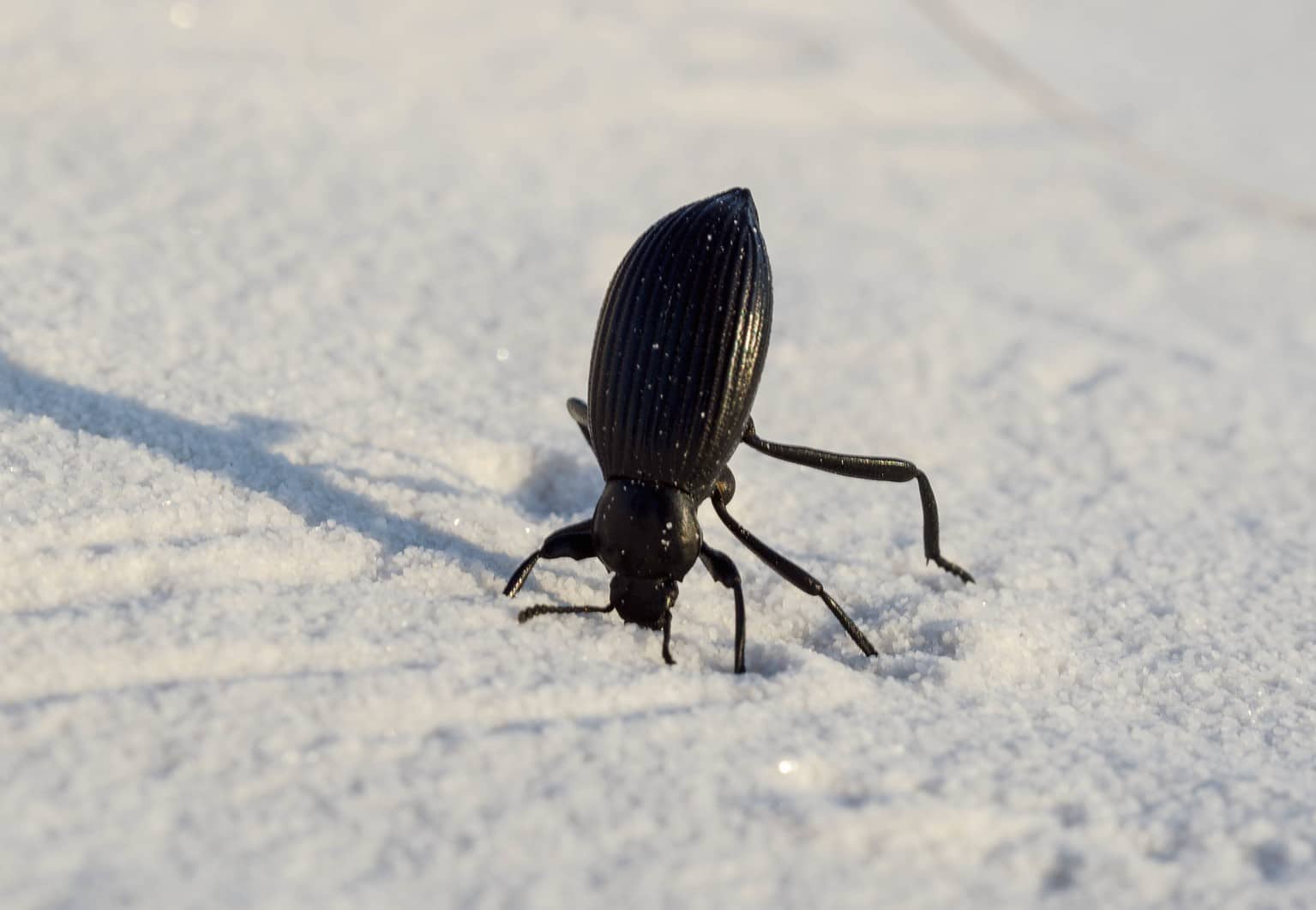 7 Amazing Animals That Can Freeze And Come Back To Life - A-Z Animals