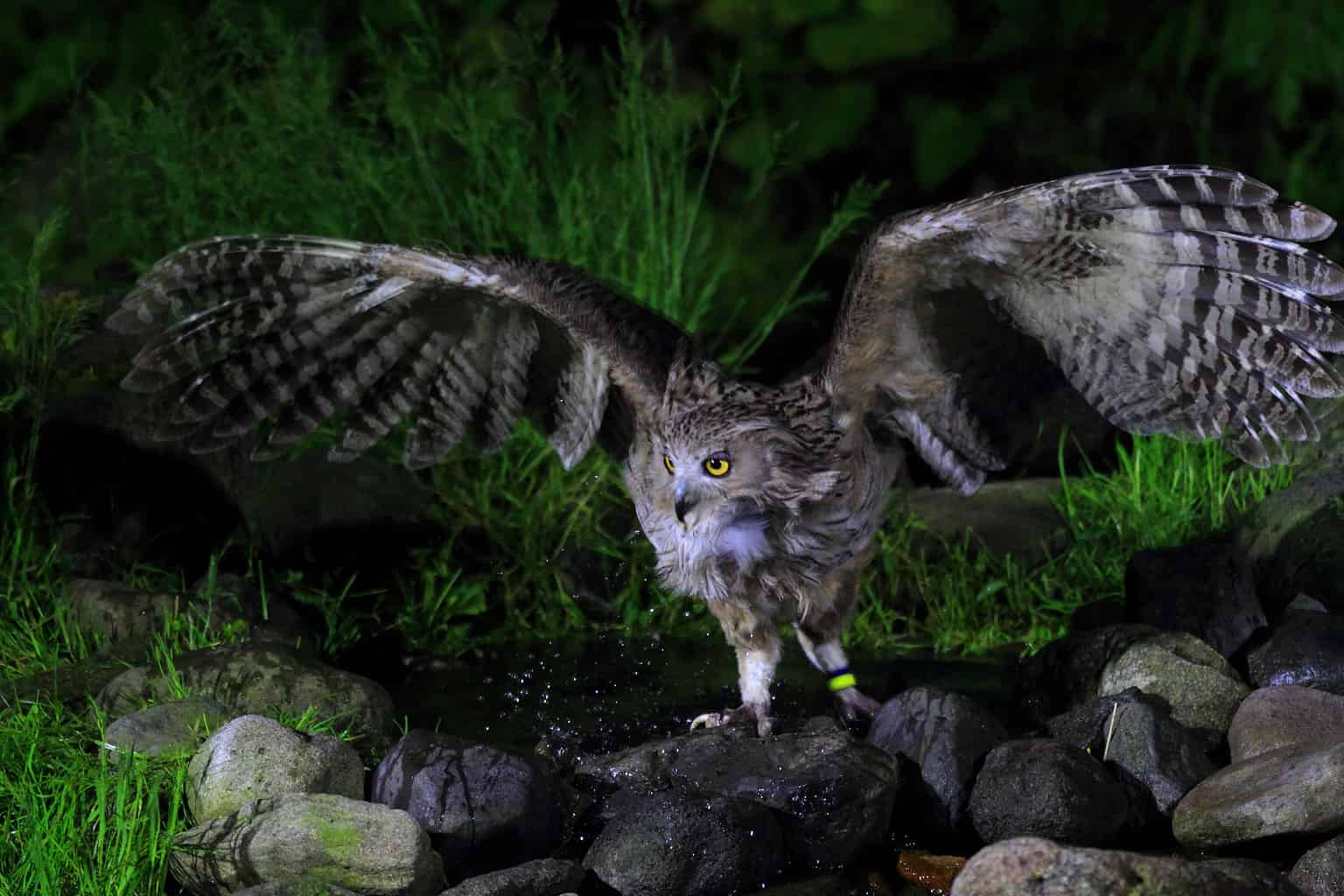 The Largest Owl in the World Must Be Seen to Be Believed - A-Z Animals