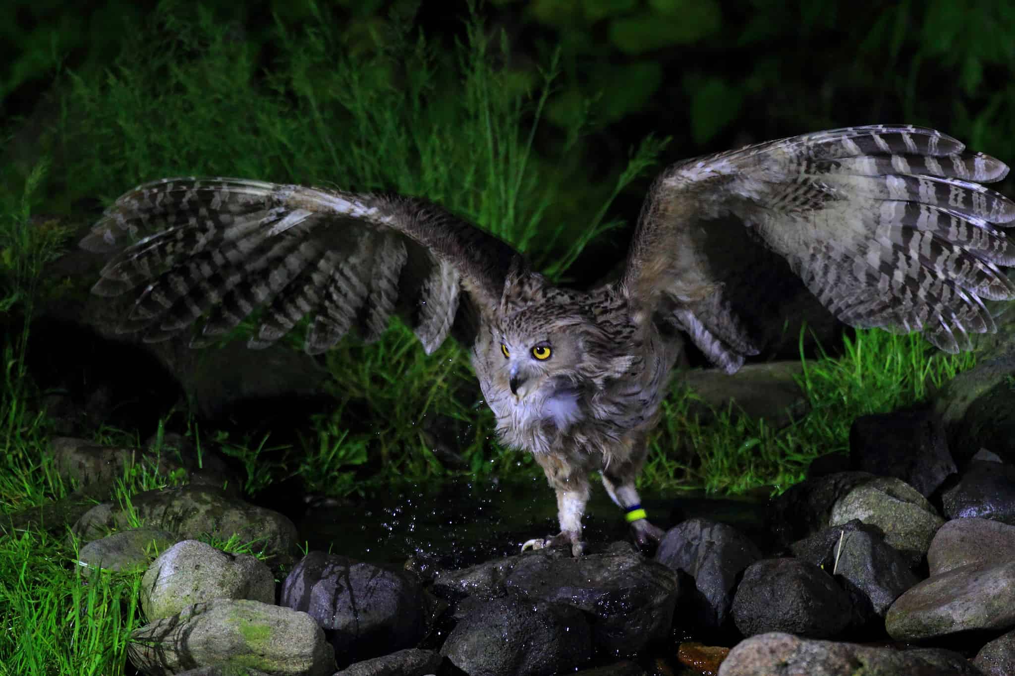 The World's 20 Coolest Nocturnal Animals - A-Z Animals