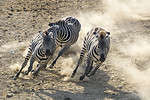 Watch a Group of Zebras Miraculously Outrun 5 Sprinting Cheetahs - A-Z ...