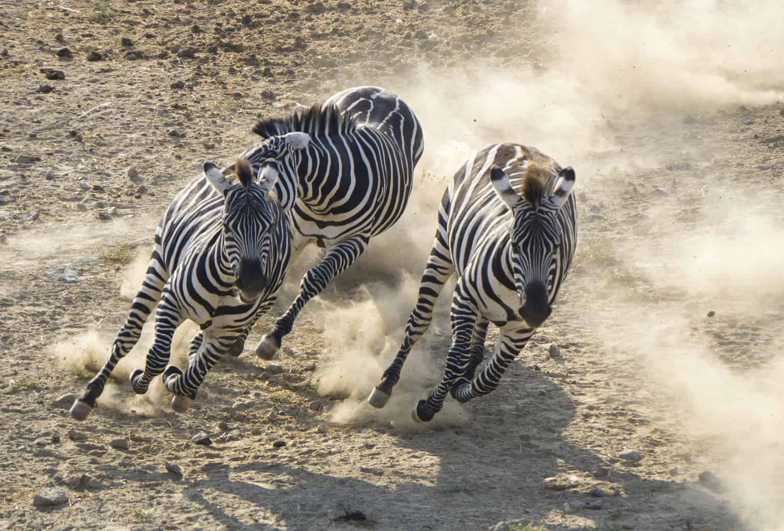 How Fast Are Zebras? Top Speeds and How They Compare to Predators - A-Z ...