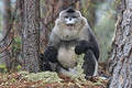 9 Unique Monkeys From Around the World - A-Z Animals