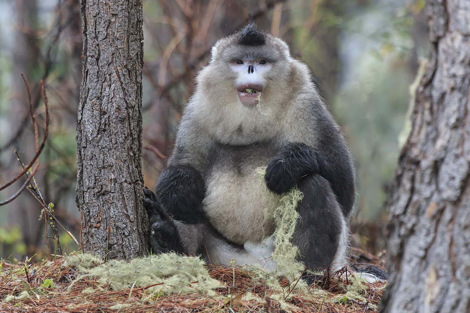 9 Unique Monkeys From Around the World - A-Z Animals