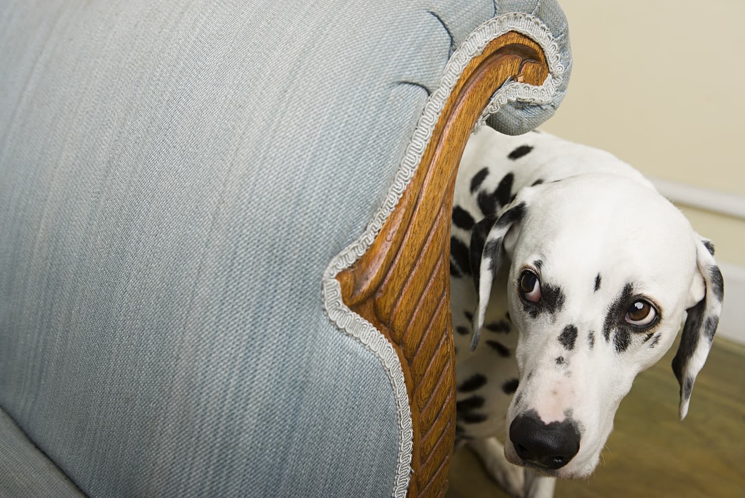 How to Train Your Dalmatian: The 7 Best Methods and Tips - A-Z Animals