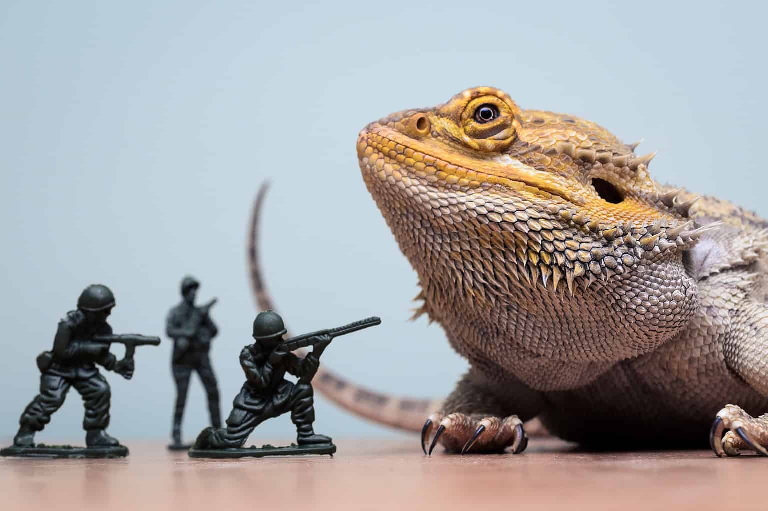 The Best and Most Comprehensive List of 165 Bearded Dragon Names - A-Z ...
