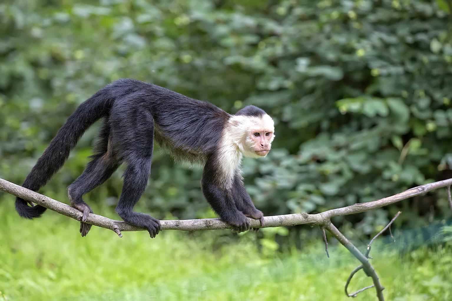 11 Things You Didn't Know About Capuchin Monkeys - A-Z Animals