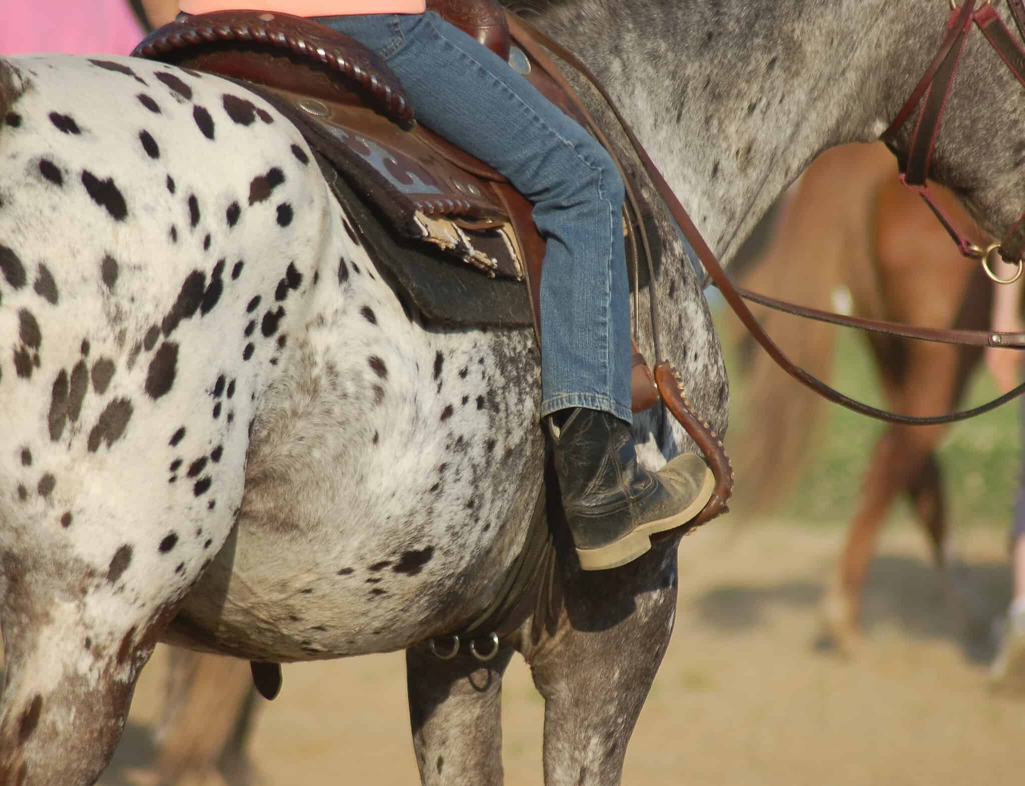 Appaloosa Breed Guide: Height, Diet, and Characteristics - A-Z Animals