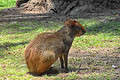 The 11 Biggest Rodents on the Planet - A-Z Animals