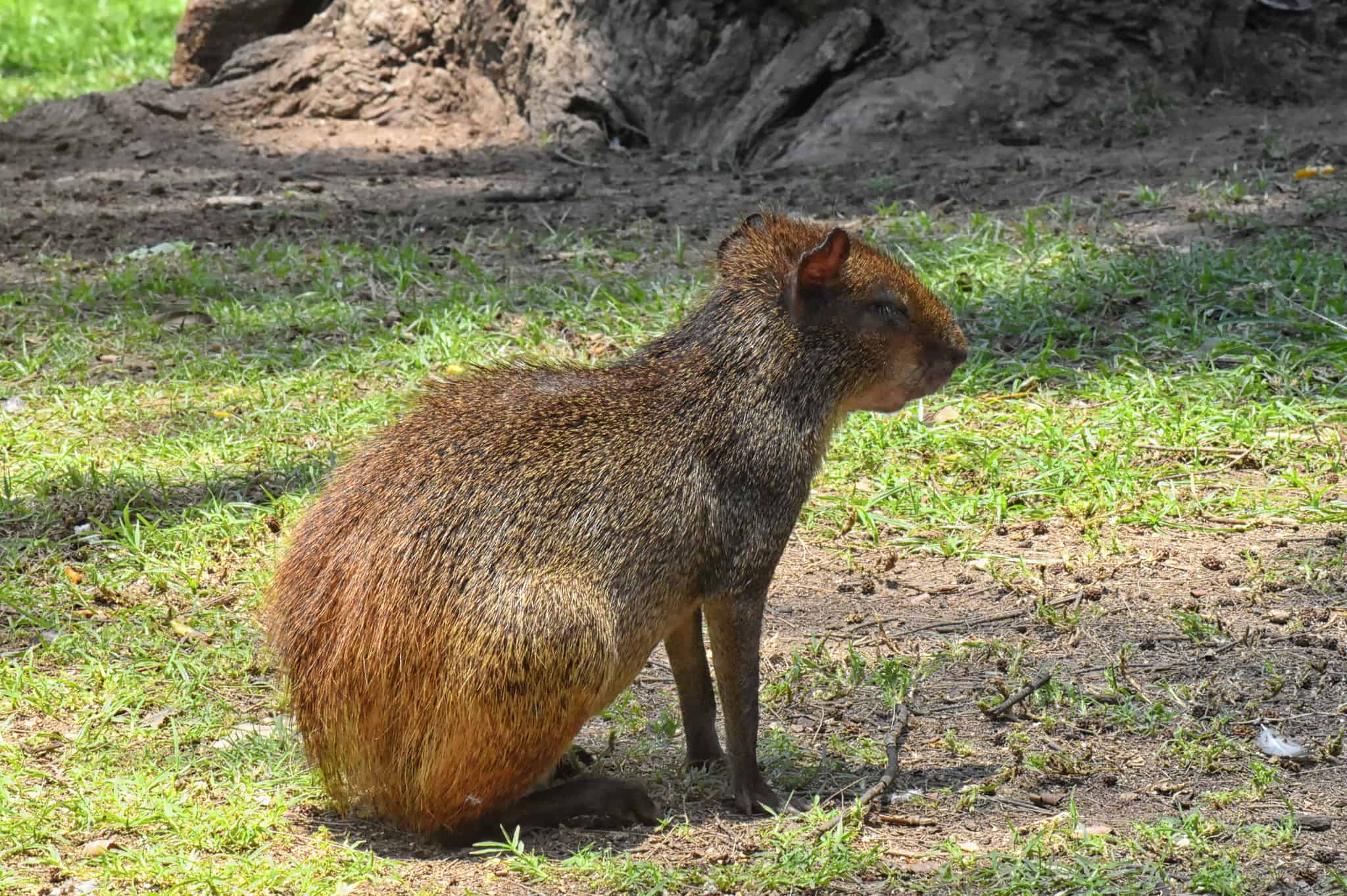 The 11 Biggest Rodents on the Planet - A-Z Animals