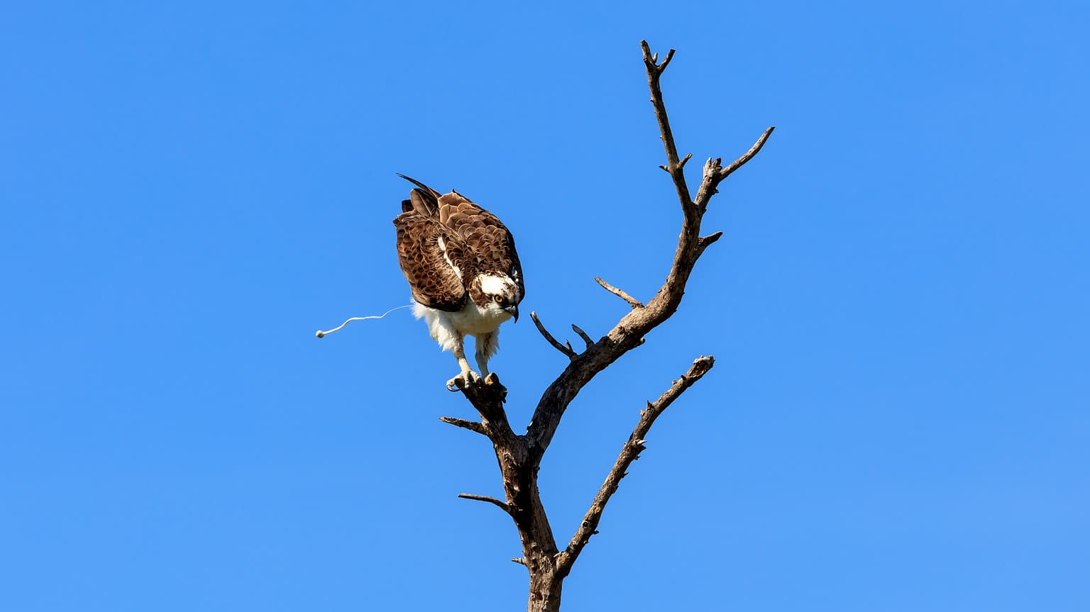 Hawk Poop: Everything You've Ever Wanted to Know - A-Z Animals